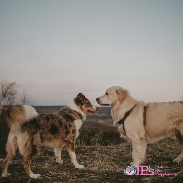 JP's Natural Pet Supplements Blog - Articles - JP's Natural Pet ...