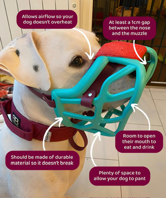 How do you muzzle a dog step by step? - JP's Natural Pet Supplements