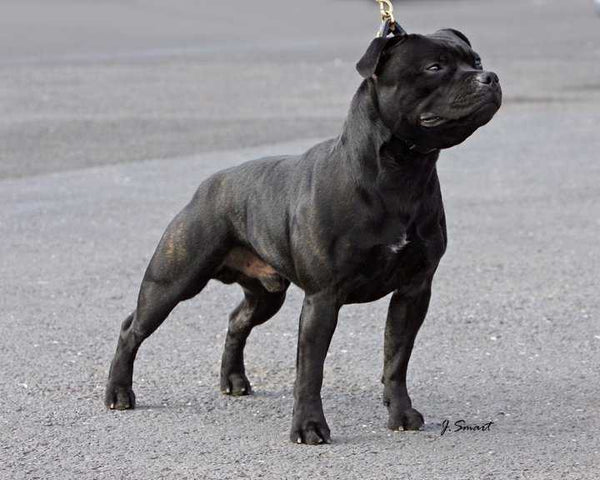 Best Natural Joint Supplement for Dogs - JP's Natural Pet Supplements